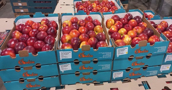 Plum packing starts in the Western Cape