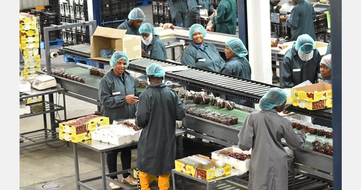 Early South African cherries have the world stage to themselves