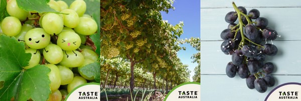 Australian table grape marketing campaigns build demand across eight ...