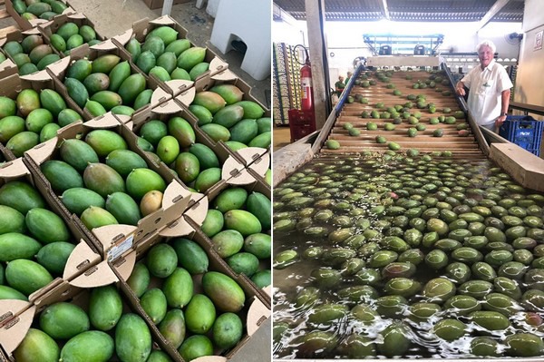 BioTropic relies on Brazilian mango to close the supply gap between ...