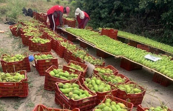 Demand picking back up on mangoes