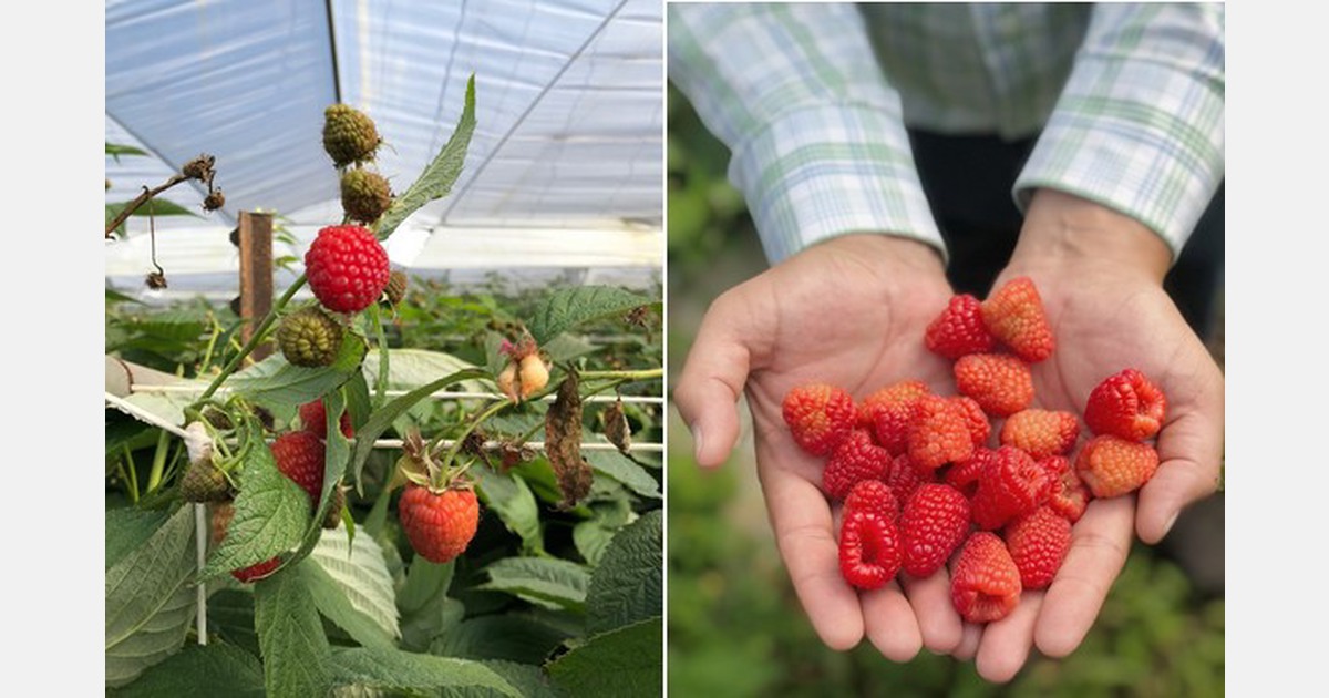 Pricing to pick up on raspberries
