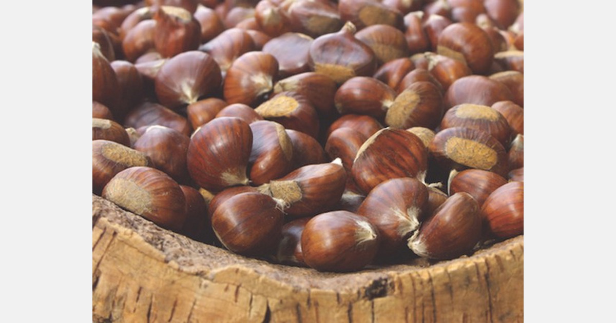 Imported chestnuts from Italy back to shipping via boat