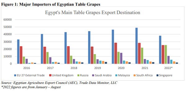 Egyptian commercial table grape production expected to increase by 3%