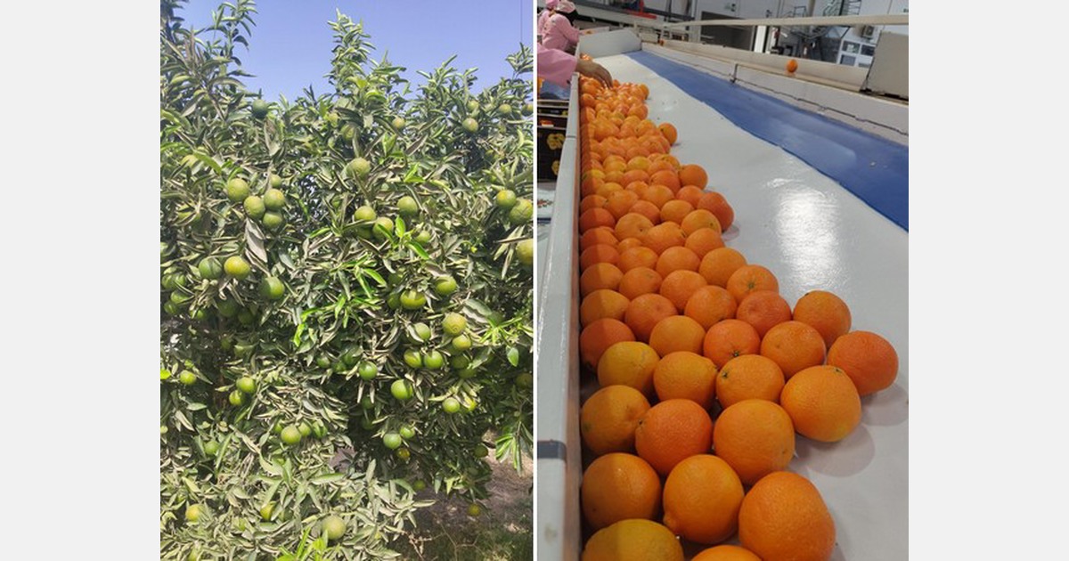 Unique citrus varieties make Morocco a key supplier to the US
