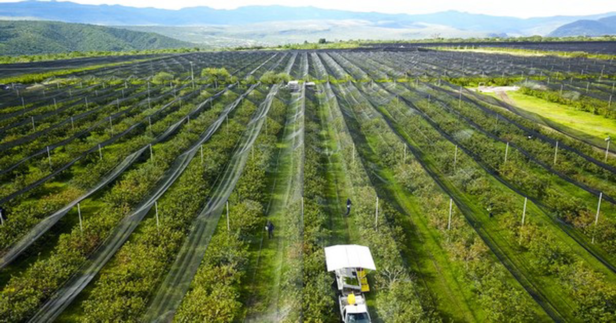 Strong demand and lower supplies for Mexico-grown guava