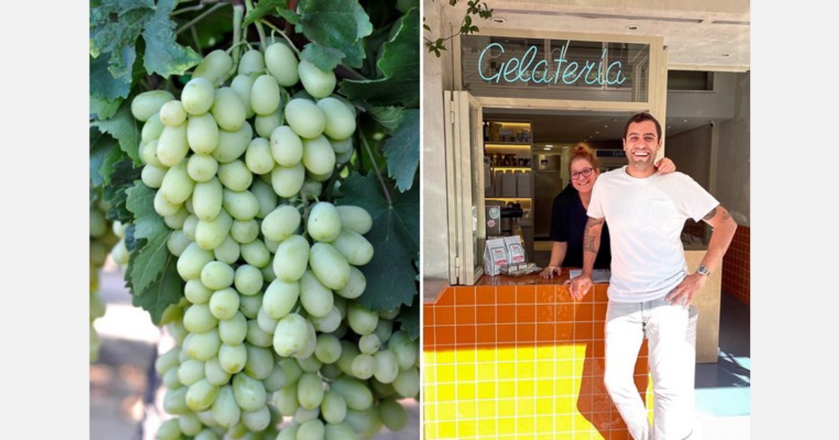 New gelato and sorbet flavors created from Sugar Crisp table grape variety