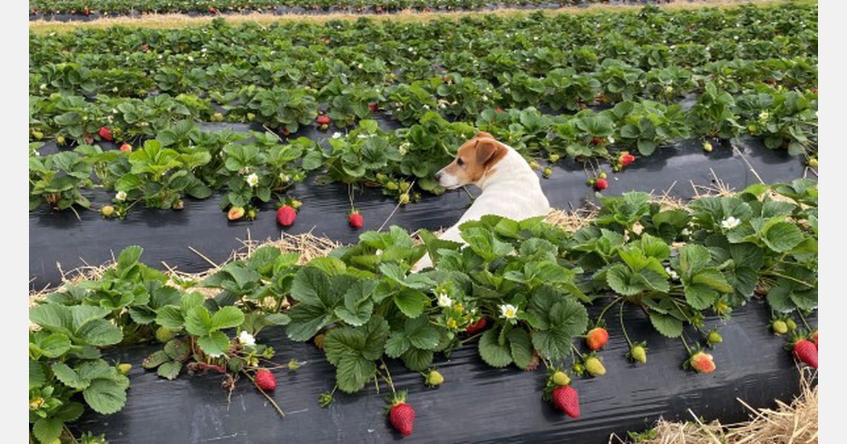 'Pride in producing prime strawberries'