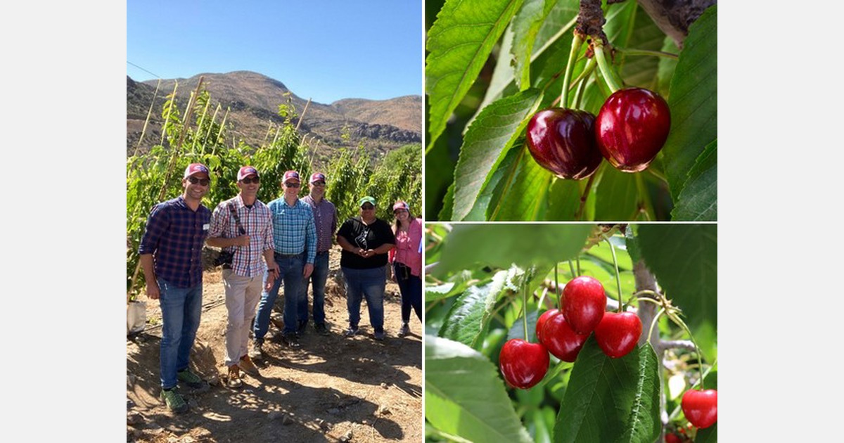 Chile cherry growers tour Cheery Moon orchards