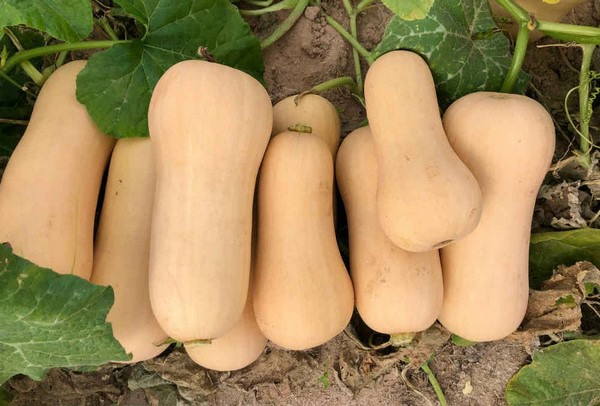 Late start for Sonoran squash season