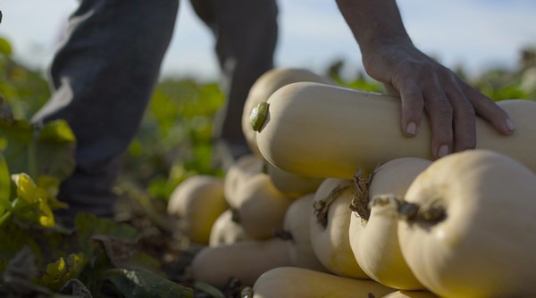 Late start for Sonoran squash season