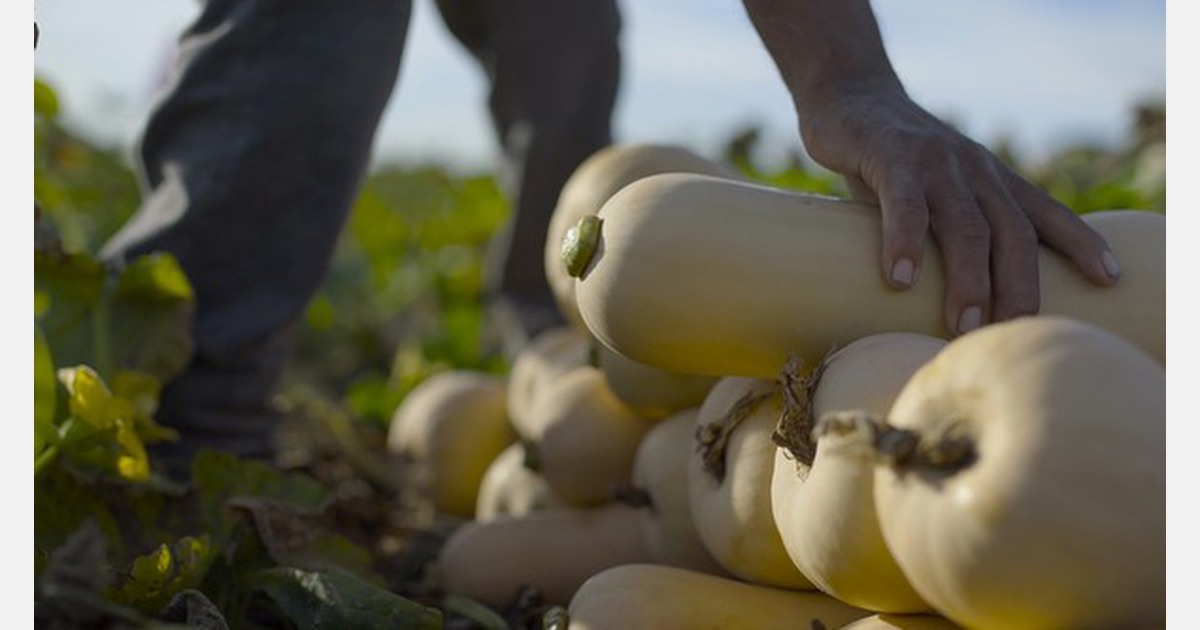 Late start for Sonoran squash season
