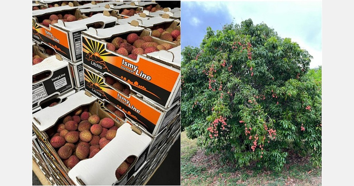 Rainy run-up to the South African litchi harvest aids sizing