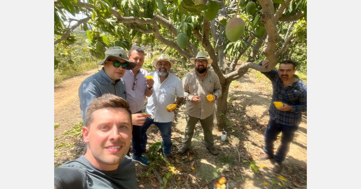 More and better mangoes from Peru this season