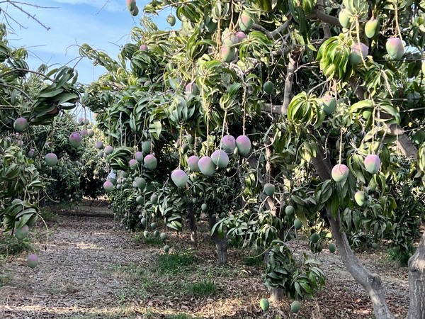 More and better mangoes from Peru this season