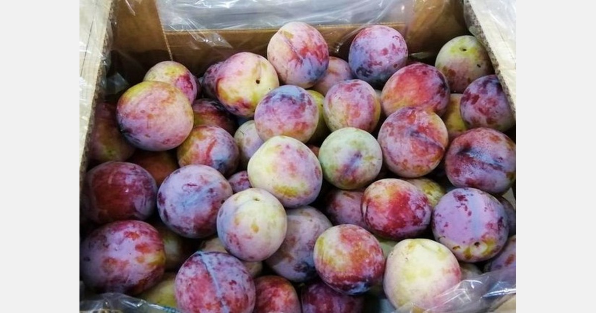 Half of Turkish plum production is exported