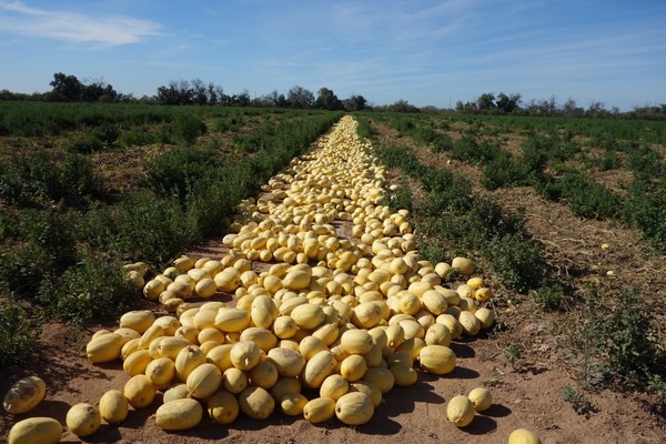 Strong demand for all squash varieties in Thanksgiving week