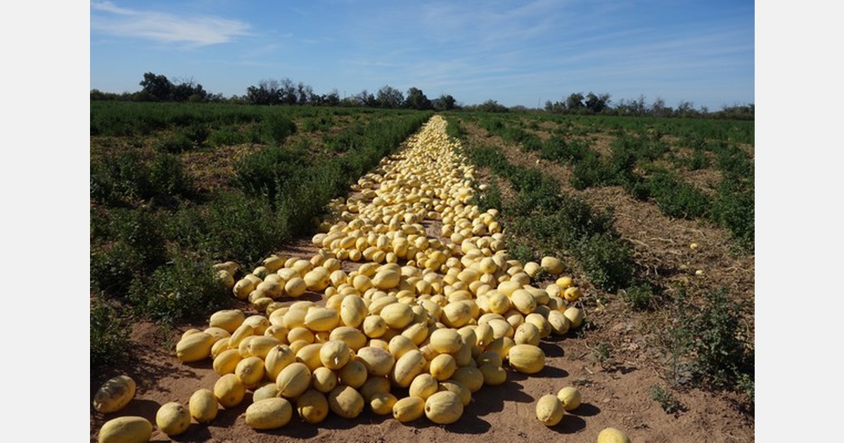 Strong demand for all squash varieties in Thanksgiving week