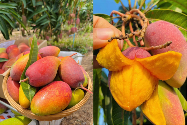 "The quality and price of Hainan Sanya mangoes are stable in the new ...