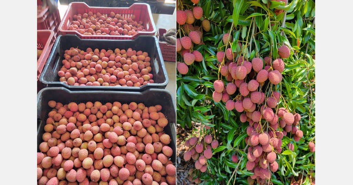 Lull in U.S. lychee market makes way for South African fruit