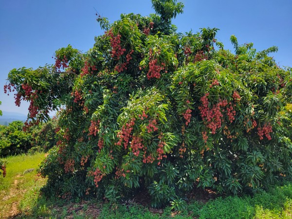 Lull in U.S. lychee market makes way for South African fruit