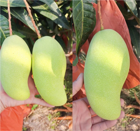 "The quality and price of Hainan Sanya mangoes are stable in the new ...