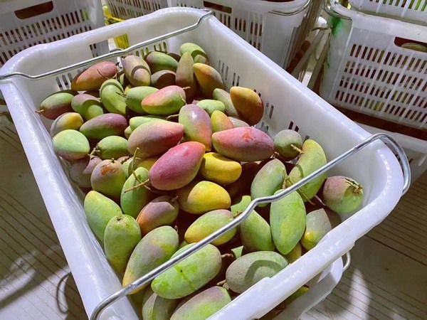 "The quality and price of Hainan Sanya mangoes are stable in the new ...
