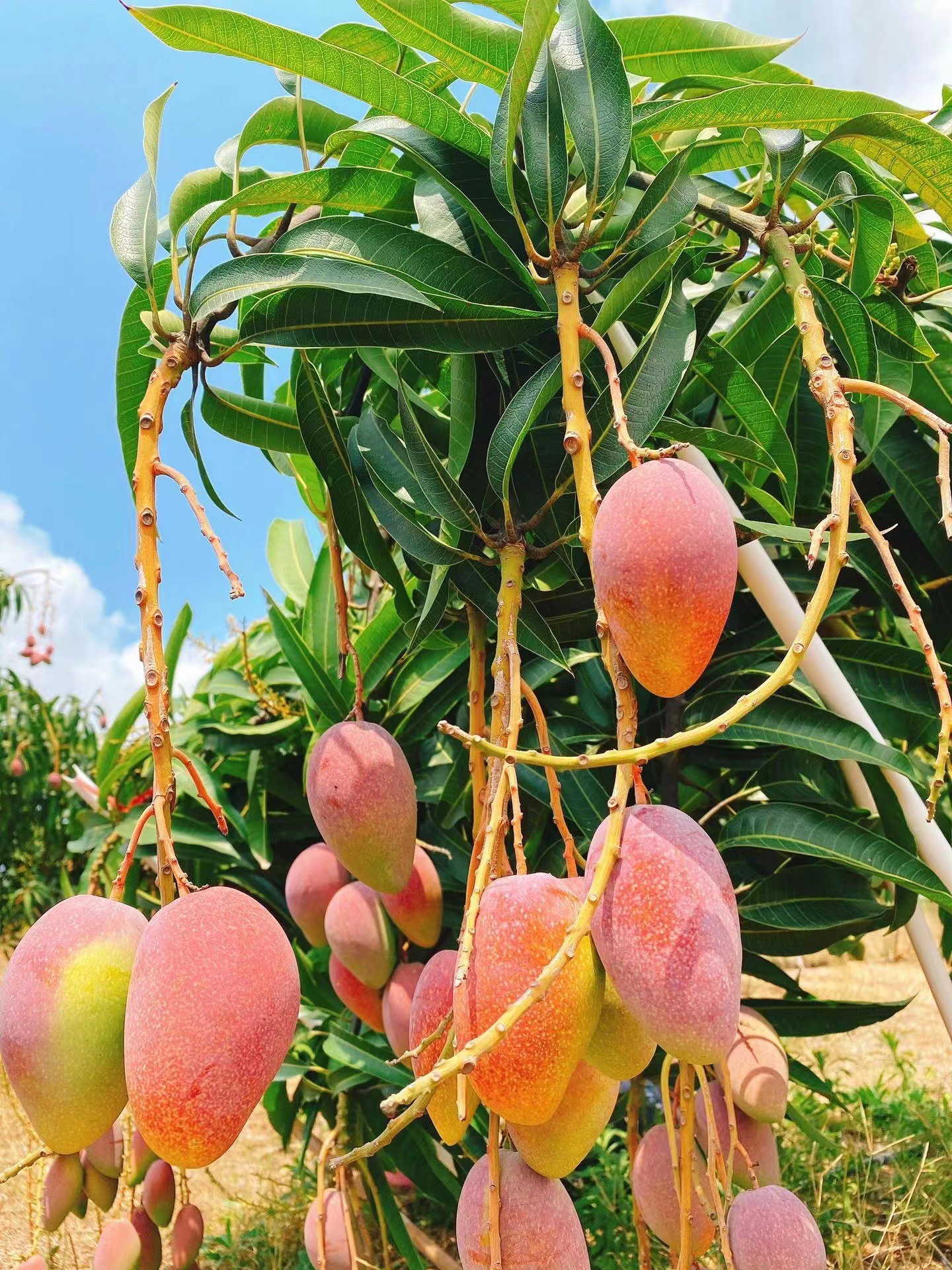 "The quality and price of Hainan Sanya mangoes are stable in the new ...