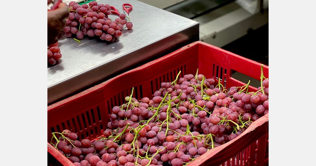 More early South African grapes kept locally