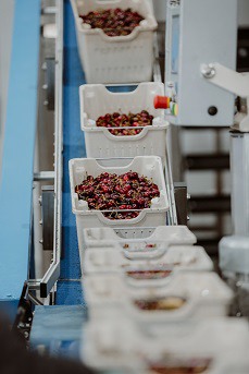 Dutoit opens new Cherry Time™ packhouse with a ‘cherrific’ crop