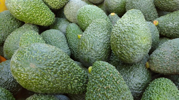Productive Maluma avocado grown in Israel, on its way to EU, Cyprus and ...
