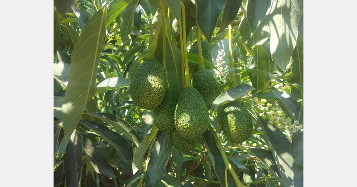Productive Maluma avocado grown in Israel, on its way to EU, Cyprus and ...