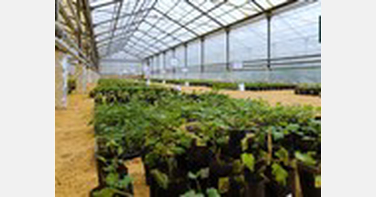 Seedless varieties of table grapes are being prepared for planting in ...