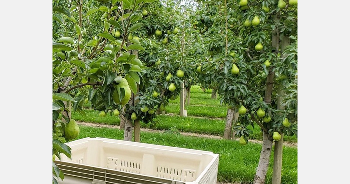 British Columbia fruit packer focuses on developing pear category