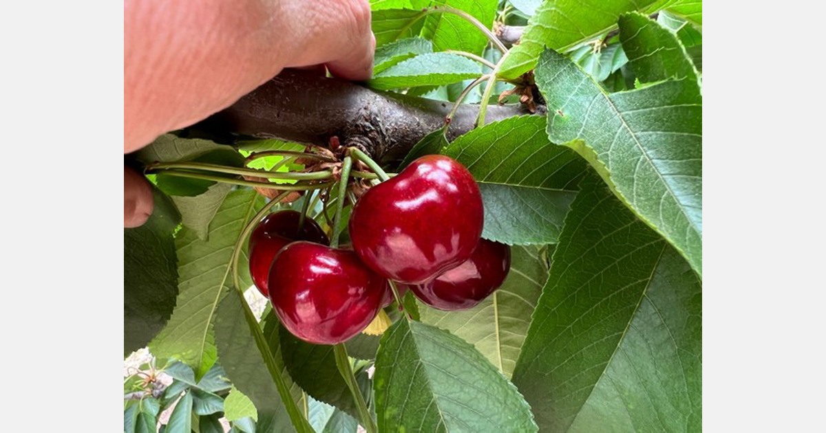 New cherry varieties shows promise to make Chilean season even earlier