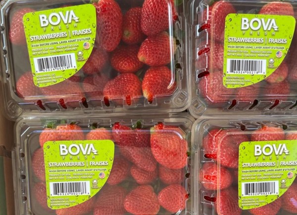 Later volume on Florida strawberries meets “outrageous” demand