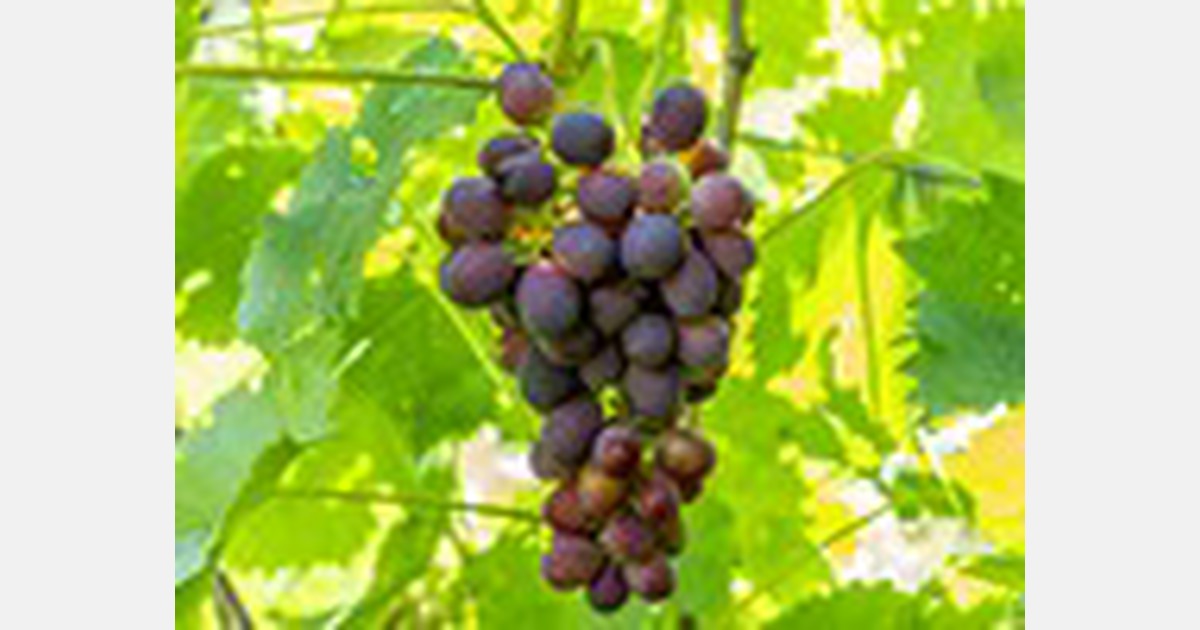Grape consumption helps counter UV damage to skin