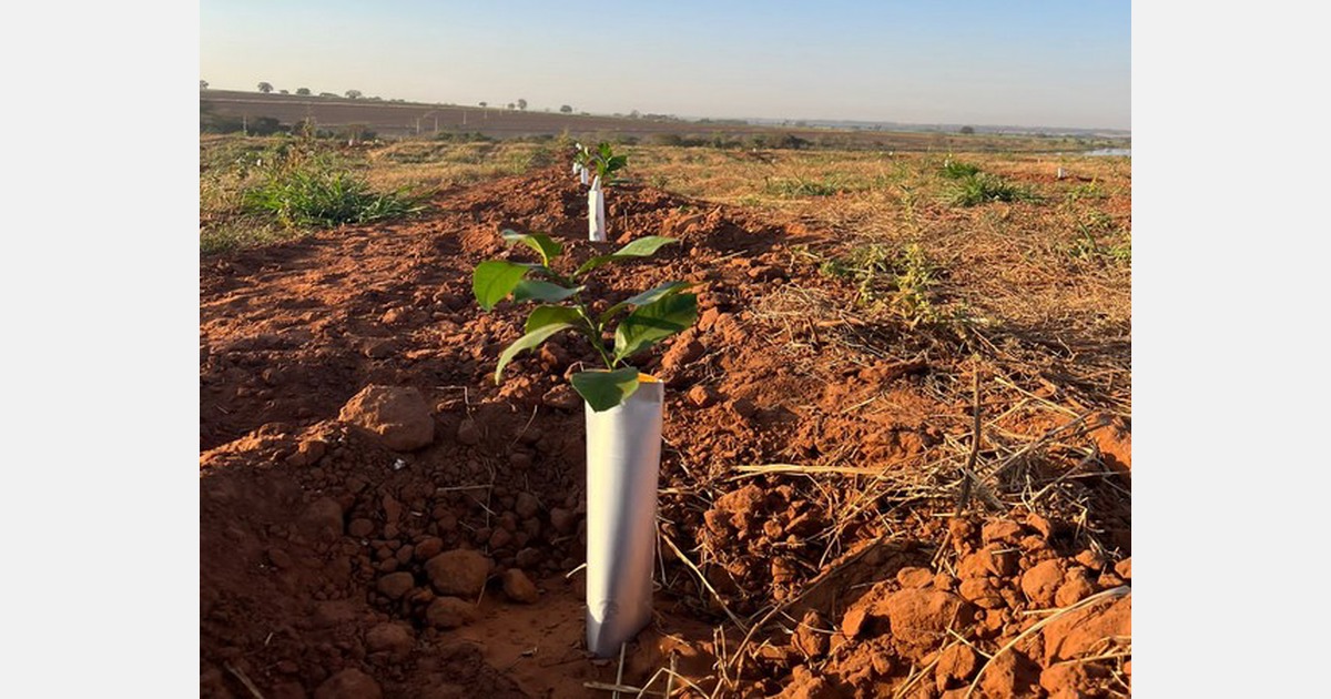 New Brazilian organic farm aims to supply EU with limes, avocados and ...