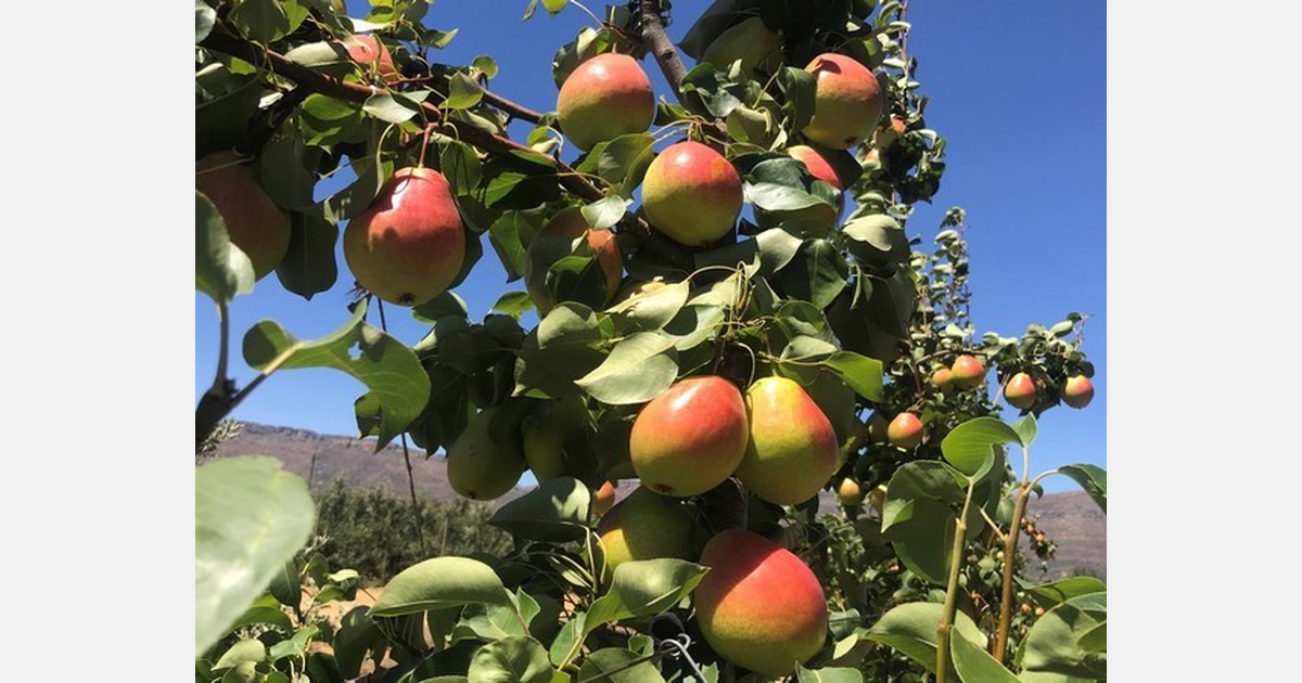 Novel eating experiences from Israel’s Eden Gold pear, watermelon plum ...