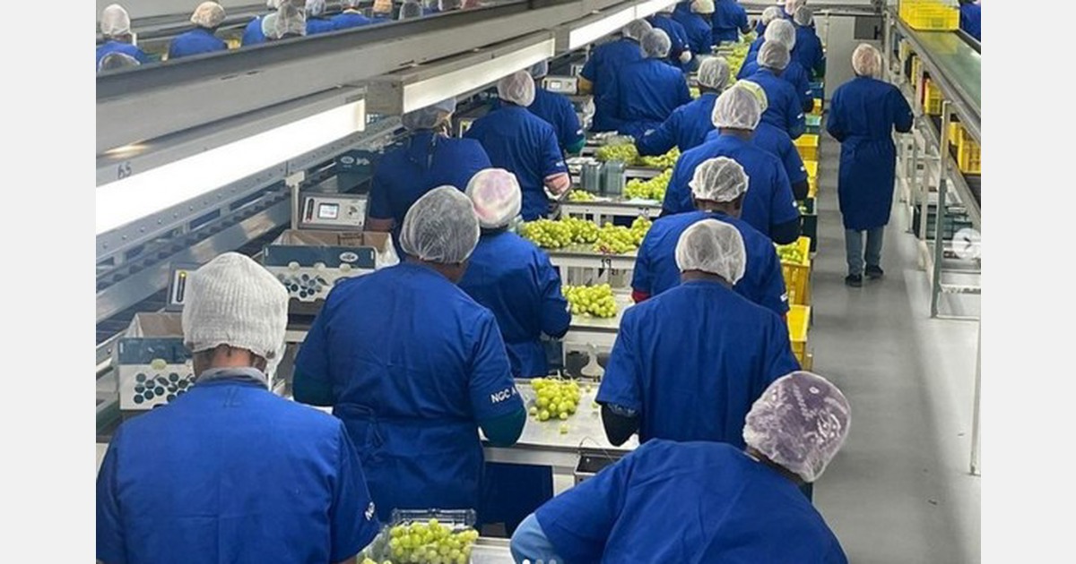 More Peruvian grapes destined for North America