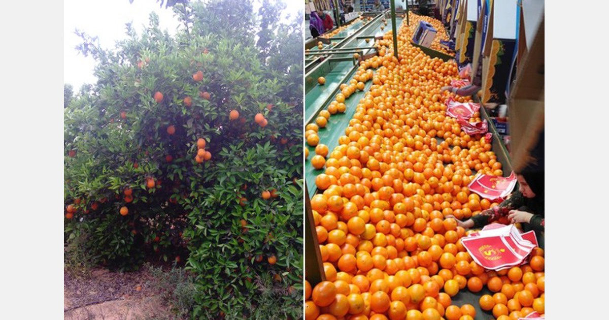 “Oranges accounted for 90% of the total Egyptian exports of citrus fruits”
