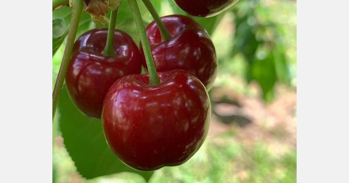 A big rush for cherries ahead of Christmas for a Victorian grower