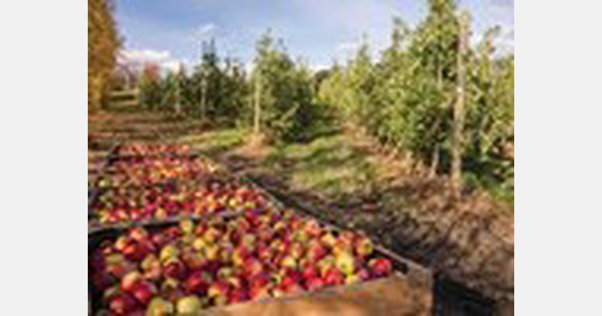 Survey points to cautious confidence among Tasmanian farmers