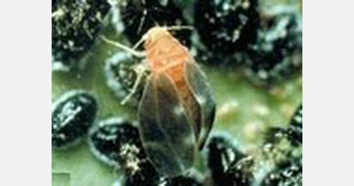 25% of Vidarbha’s orange crops affected by black fly disease