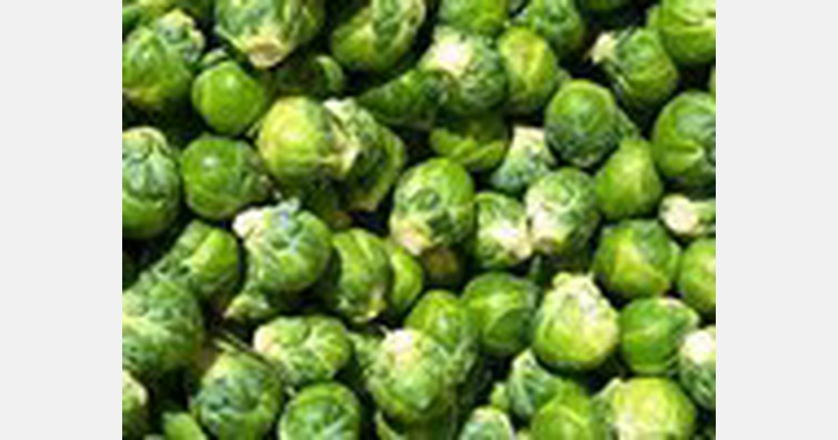 Record temperatures and frosts hit Brussels sprouts in Lincolnshire