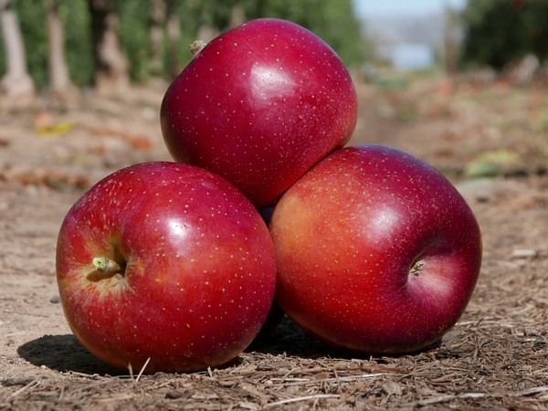 New hot climate tolerant apple and pear varieties address grower challenges