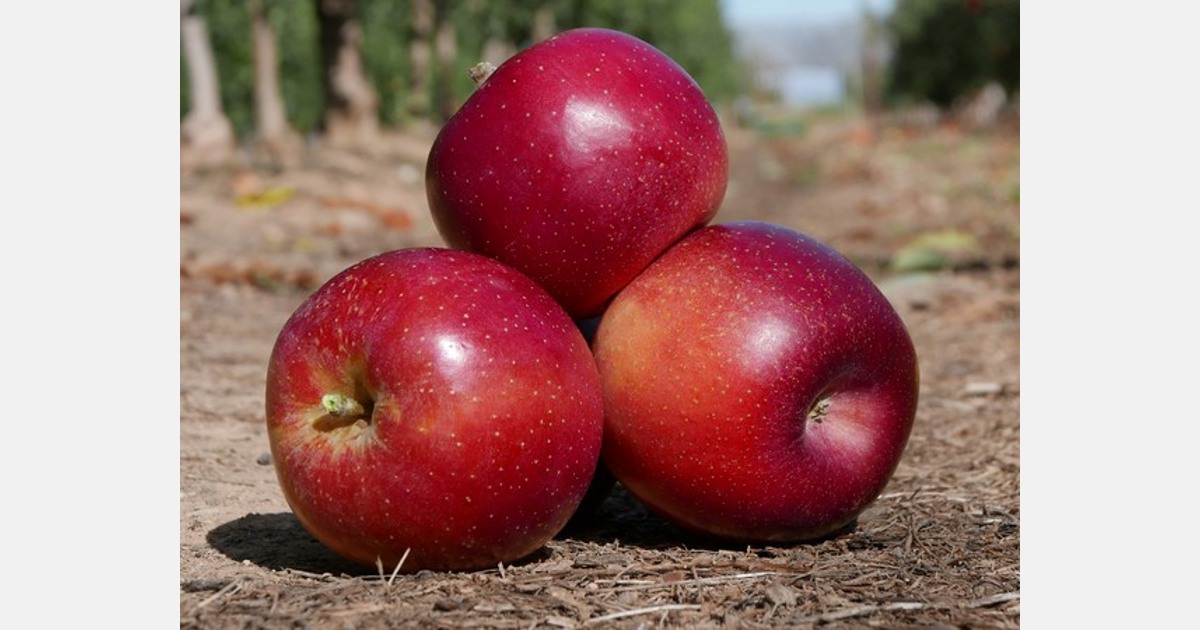 New hot climate tolerant apple and pear varieties address grower challenges