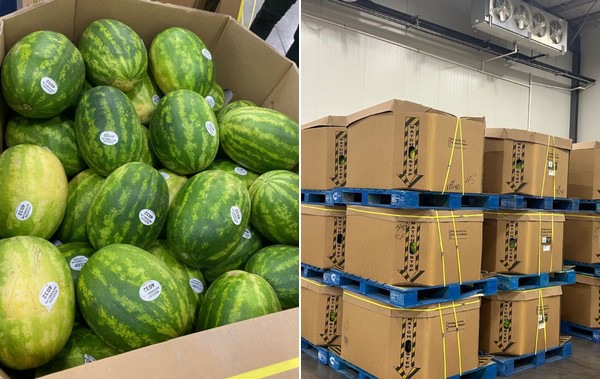 Wrapping up the first season back in watermelons after more than a decade