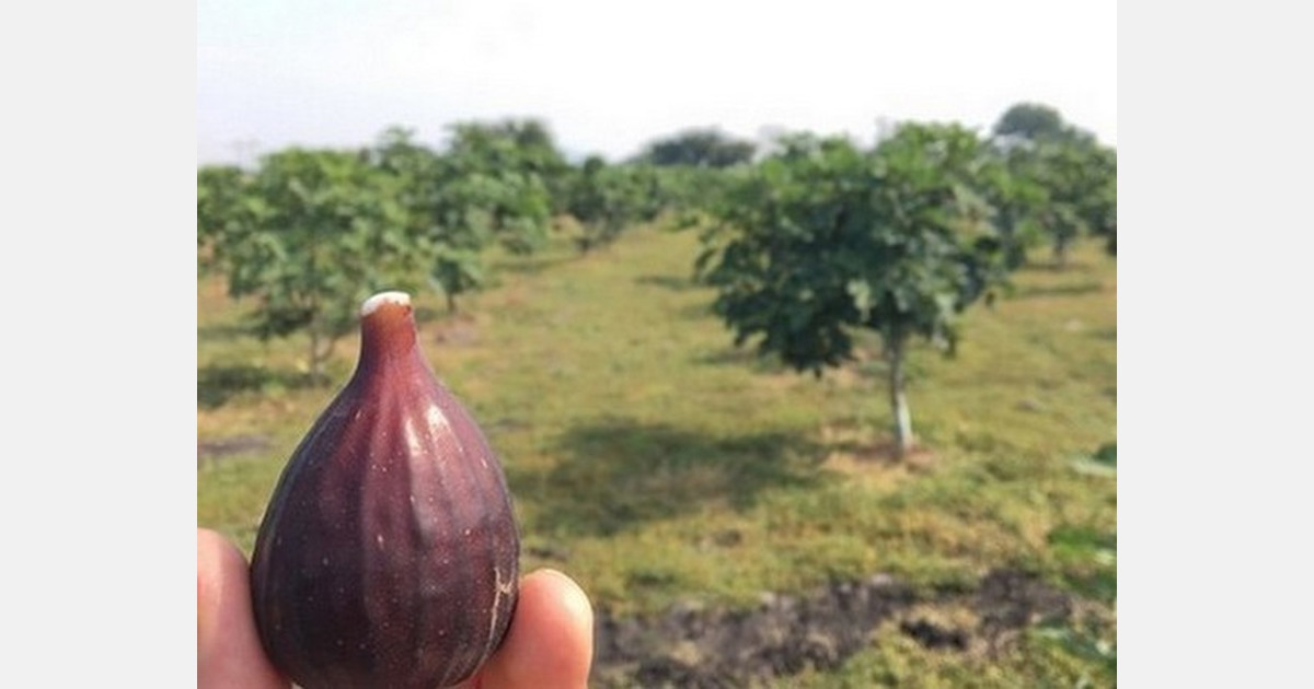 More growers and maturing trees means a boost in Mexican fig production