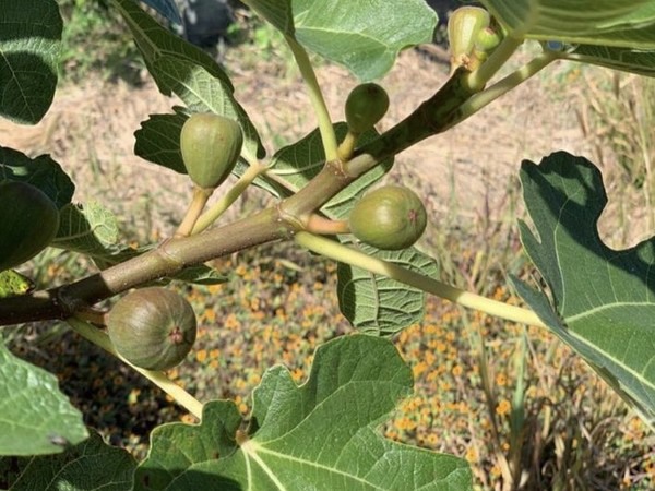 More growers and maturing trees means a boost in Mexican fig production